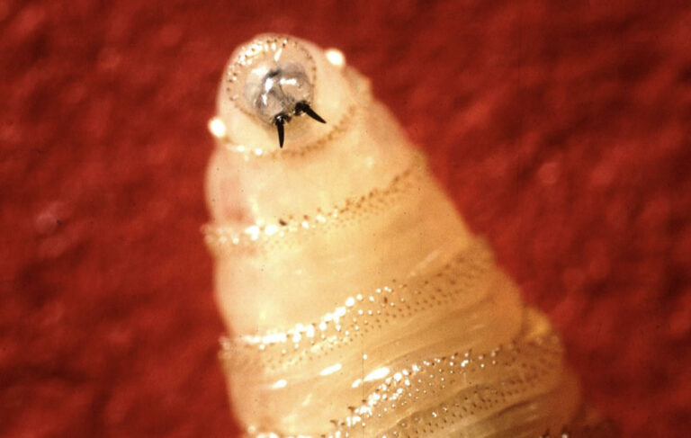 «Fermate il terrore del Coronavirus diffuso dall'élite scientifica ...